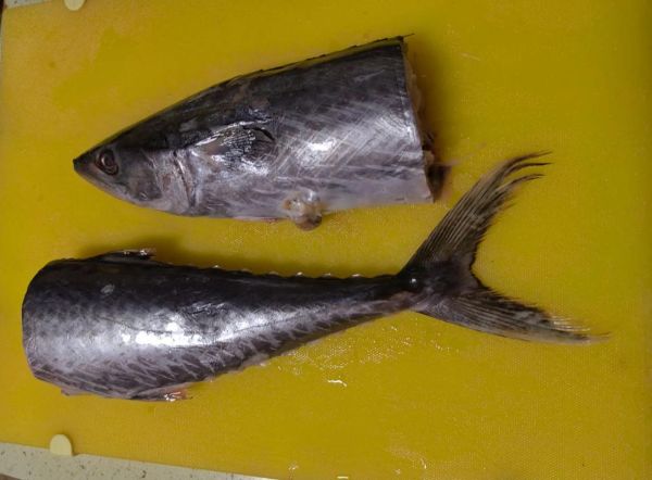 鲅鱼是海鱼吗_鲅鱼属于什么鱼-第3张图片-山城妙识