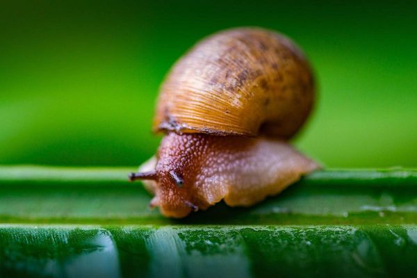 蜗牛图片大全_蜗牛高清图哪里找-第1张图片-山城妙识