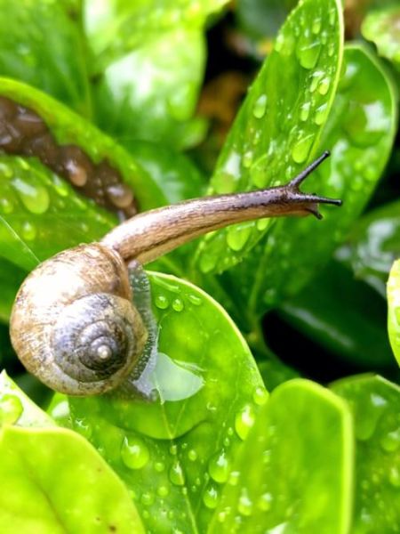 蜗牛图片大全_蜗牛高清图哪里找-第2张图片-山城妙识