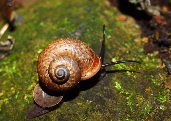 蜗牛图片大全_蜗牛高清图哪里找-第3张图片-山城妙识