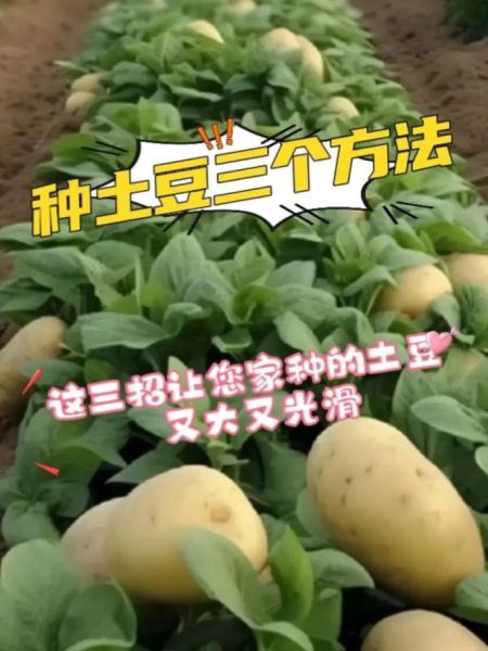 马铃薯怎么种_马铃薯种植技术视频要点-第2张图片-山城妙识