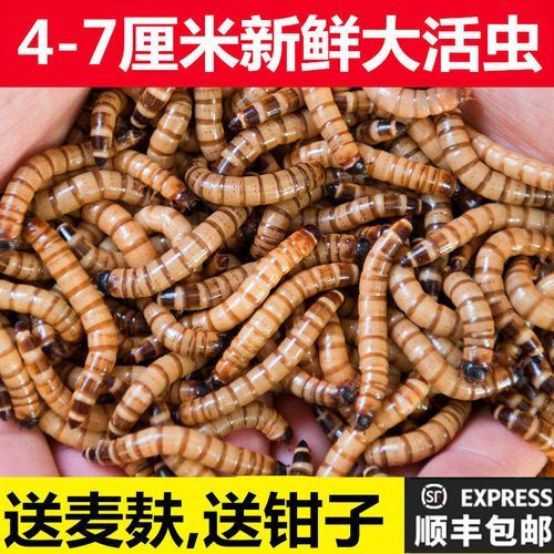 黄粉虫多少钱一斤_黄粉虫价格影响因素-第1张图片-山城妙识 黄粉虫多少钱一斤_黄粉虫价格影响因素-第1张图片-山城妙识