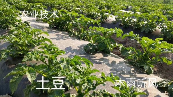 马铃薯怎么种_马铃薯种植技术视频要点-第3张图片-山城妙识