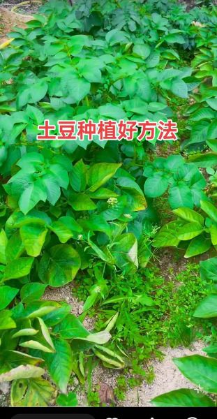 马铃薯怎么种_马铃薯种植技术视频要点-第1张图片-山城妙识