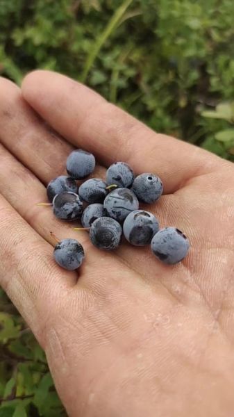 野生蓝莓的功效与作用_野生蓝莓怎么保存-第1张图片-山城妙识