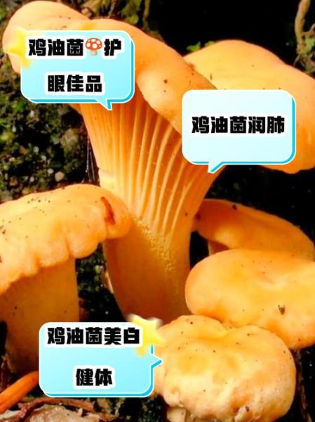 鸡油菌不能和什么一起吃_哪些人不能吃鸡油菌-第2张图片-山城妙识 鸡油菌不能和什么一起吃_哪些人不能吃鸡油菌-第2张图片-山城妙识
