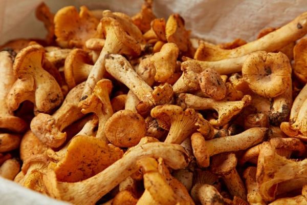 鸡油菌不能和什么一起吃_哪些人不能吃鸡油菌-第3张图片-山城妙识 鸡油菌不能和什么一起吃_哪些人不能吃鸡油菌-第3张图片-山城妙识