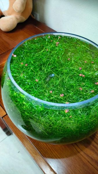 竹节草的功效与作用_竹节草可以长期泡水喝吗-第1张图片-山城妙识