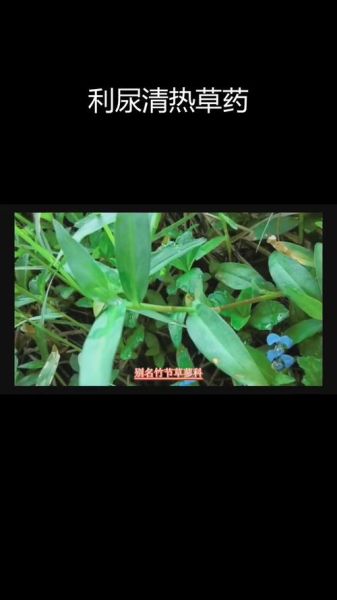 竹节草的功效与作用_竹节草可以长期泡水喝吗-第2张图片-山城妙识