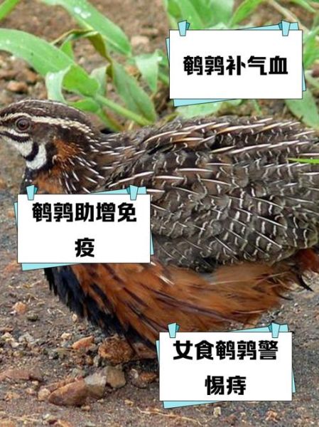 鹌鹑肉禁忌人群有哪些_哪些人不适合吃鹌鹑肉-第2张图片-山城妙识