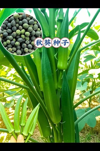 秋葵种子有什么功效_秋葵种子怎么吃最好-第2张图片-山城妙识 秋葵种子有什么功效_秋葵种子怎么吃最好-第2张图片-山城妙识