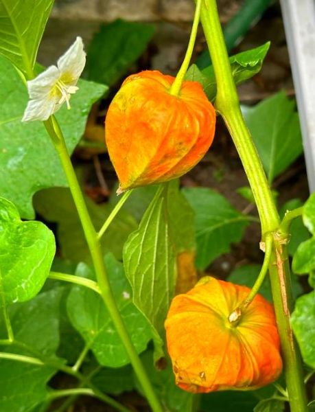 红菇娘的功效与作用_红菇娘怎么吃效果最好-第3张图片-山城妙识 红菇娘的功效与作用_红菇娘怎么吃效果最好-第3张图片-山城妙识