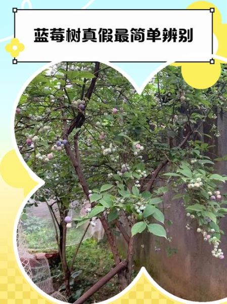 野生蓝莓树长什么样_如何分辨真假-第1张图片-山城妙识 野生蓝莓树长什么样_如何分辨真假-第1张图片-山城妙识