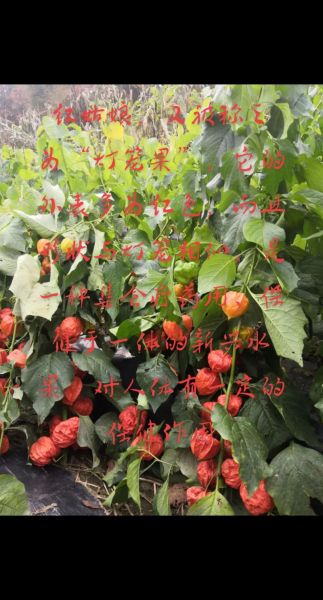 红菇娘的功效与作用_红菇娘怎么吃效果最好-第2张图片-山城妙识 红菇娘的功效与作用_红菇娘怎么吃效果最好-第2张图片-山城妙识