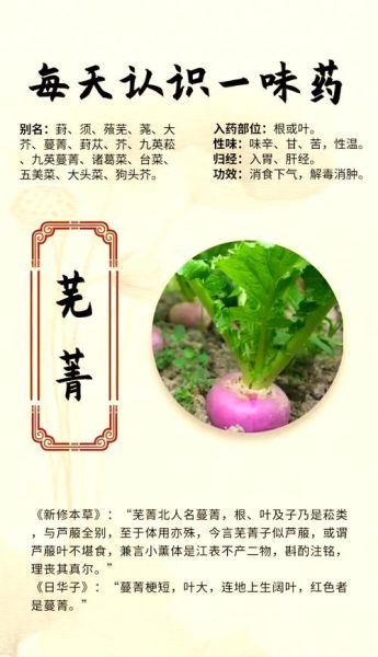 芜菁杂粮粉的功效_芜菁杂粮粉怎么吃减肥-第1张图片-山城妙识 芜菁杂粮粉的功效_芜菁杂粮粉怎么吃减肥-第1张图片-山城妙识