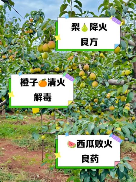 吃什么水果容易上火_哪些水果吃了会上火-第2张图片-山城妙识 吃什么水果容易上火_哪些水果吃了会上火-第2张图片-山城妙识