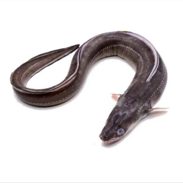 野生海鳗鱼多少钱一斤_怎么挑选最新鲜-第3张图片-山城妙识