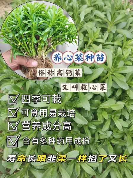 养心菜怎么种_养心菜种植技术-第3张图片-山城妙识