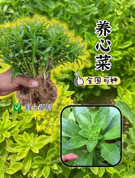养心菜怎么种_养心菜种植技术-第2张图片-山城妙识