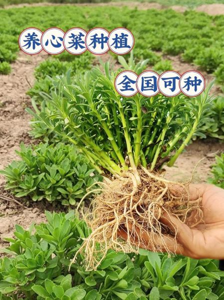 养心菜怎么种_养心菜种植技术-第1张图片-山城妙识
