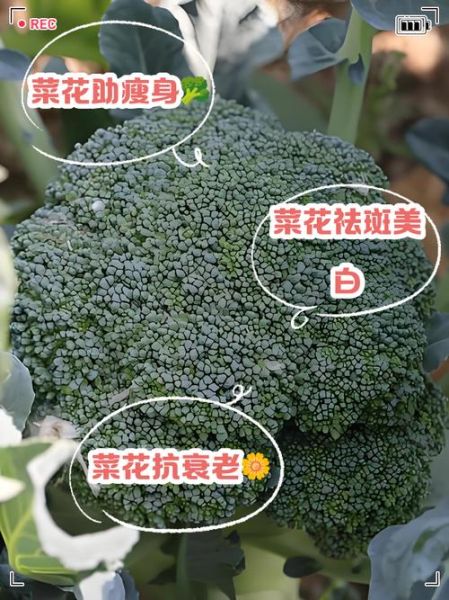 炒菜花的热量是多少_减肥能吃炒菜花吗-第1张图片-山城妙识