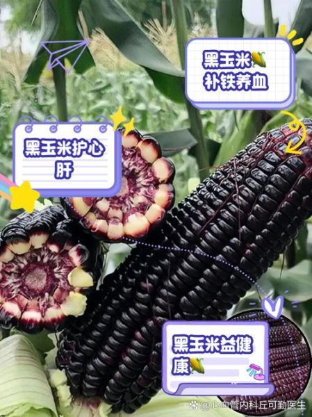 黑玉米的功效与作用_黑玉米的营养价值高吗-第2张图片-山城妙识