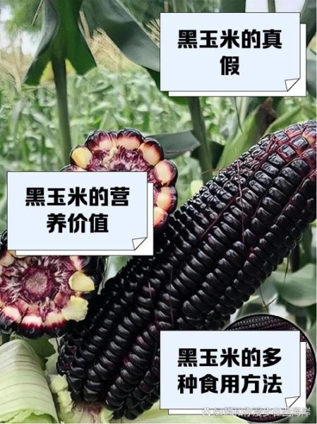 黑玉米的功效与作用_黑玉米的营养价值高吗-第1张图片-山城妙识