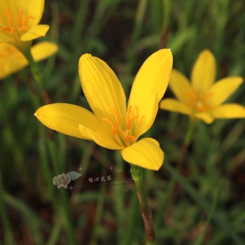 葱兰图片怎么拍_葱兰和风雨兰区别-第1张图片-山城妙识 葱兰图片怎么拍_葱兰和风雨兰区别-第1张图片-山城妙识