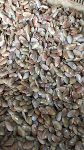 海瓜子图片有几种_如何区分不同品种-第1张图片-山城妙识 海瓜子图片有几种_如何区分不同品种-第1张图片-山城妙识