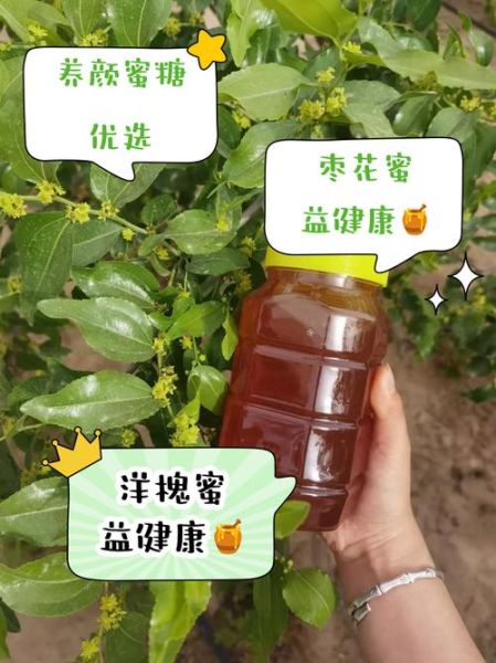 槐花蜜和枣花蜜哪个好_槐花蜜和枣花蜜的区别-第2张图片-山城妙识 槐花蜜和枣花蜜哪个好_槐花蜜和枣花蜜的区别-第2张图片-山城妙识