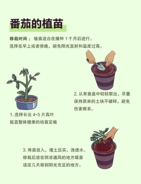 西红柿怎么种_西红柿种植管理技巧-第1张图片-山城妙识 西红柿怎么种_西红柿种植管理技巧-第1张图片-山城妙识