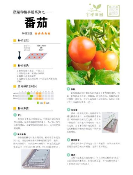 西红柿怎么种_西红柿种植管理技巧-第2张图片-山城妙识 西红柿怎么种_西红柿种植管理技巧-第2张图片-山城妙识