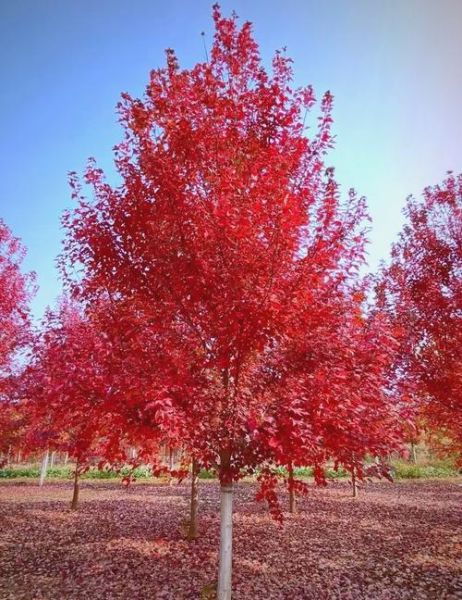 美国红枫多久能长到10米_美国红枫耐寒多少度-第1张图片-山城妙识 美国红枫多久能长到10米_美国红枫耐寒多少度-第1张图片-山城妙识