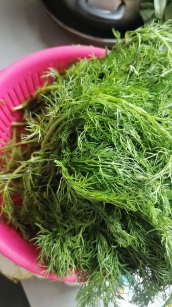 茴香菜怎么包饺子_茴香菜饺子馅怎么调-第2张图片-山城妙识