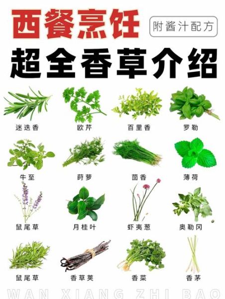 香草图片大全_如何辨别香草种类-第1张图片-山城妙识 香草图片大全_如何辨别香草种类-第1张图片-山城妙识