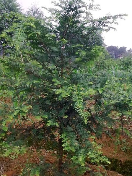 南方红豆杉图片_南方红豆杉长什么样-第1张图片-山城妙识 南方红豆杉图片_南方红豆杉长什么样-第1张图片-山城妙识