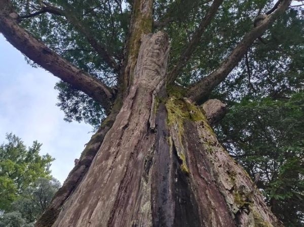 南方红豆杉图片_南方红豆杉长什么样-第2张图片-山城妙识 南方红豆杉图片_南方红豆杉长什么样-第2张图片-山城妙识