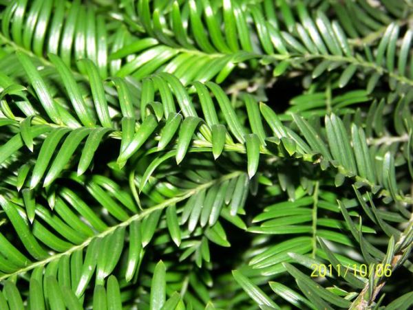 南方红豆杉图片_南方红豆杉长什么样-第3张图片-山城妙识 南方红豆杉图片_南方红豆杉长什么样-第3张图片-山城妙识