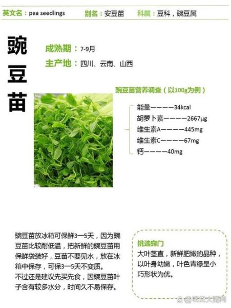 豌豆苗的营养价值_豌豆苗怎么吃最营养-第1张图片-山城妙识 豌豆苗的营养价值_豌豆苗怎么吃最营养-第1张图片-山城妙识