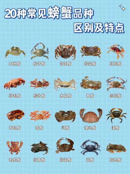 海螃蟹品种有哪些_如何挑选新鲜海蟹-第2张图片-山城妙识 海螃蟹品种有哪些_如何挑选新鲜海蟹-第2张图片-山城妙识
