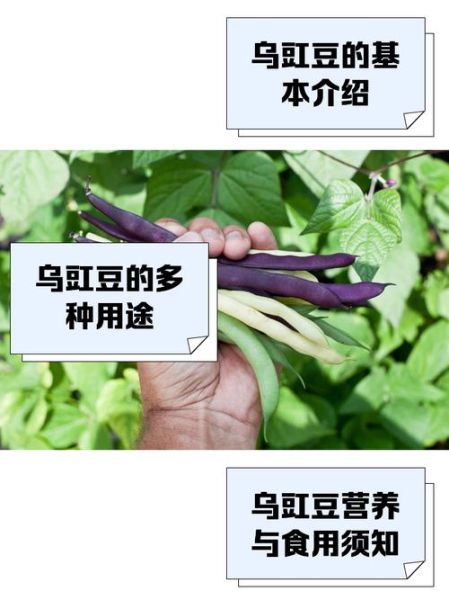 乌豇豆的功效与作用_乌豇豆怎么吃最养肾-第2张图片-山城妙识 乌豇豆的功效与作用_乌豇豆怎么吃最养肾-第2张图片-山城妙识