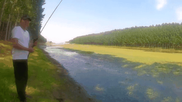 黑鱼窝图片_黑鱼窝长什么样-第2张图片-山城妙识 黑鱼窝图片_黑鱼窝长什么样-第2张图片-山城妙识