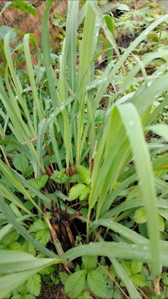 香茅草什么人不能吃_香茅草的副作用与禁忌-第3张图片-山城妙识 香茅草什么人不能吃_香茅草的副作用与禁忌-第3张图片-山城妙识