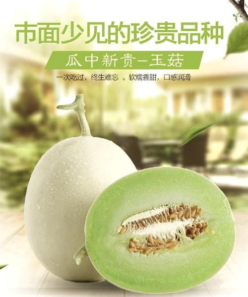 翠玉瓜怎么做好吃_翠玉瓜的营养价值-第1张图片-山城妙识 翠玉瓜怎么做好吃_翠玉瓜的营养价值-第1张图片-山城妙识