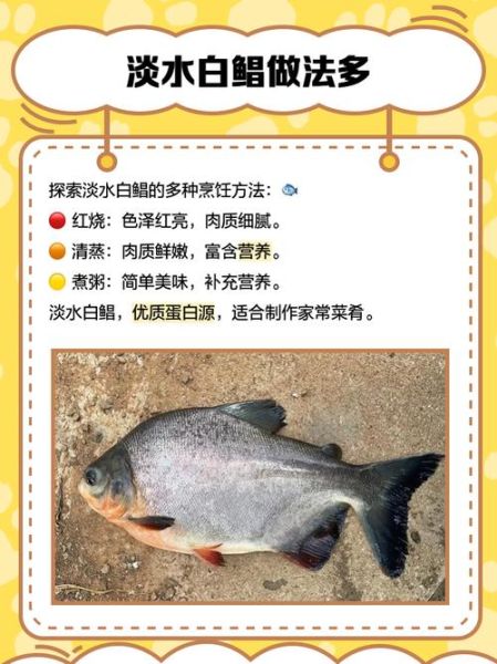 淡水白鲳怎么钓_淡水白鲳钓法技巧-第2张图片-山城妙识 淡水白鲳怎么钓_淡水白鲳钓法技巧-第2张图片-山城妙识