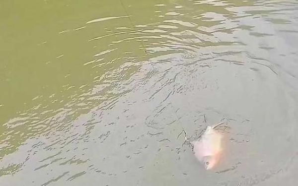 淡水白鲳怎么钓_淡水白鲳钓法技巧-第3张图片-山城妙识 淡水白鲳怎么钓_淡水白鲳钓法技巧-第3张图片-山城妙识