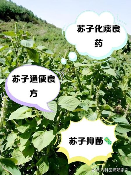 苏子是什么植物_苏子的功效与作用-第1张图片-山城妙识 苏子是什么植物_苏子的功效与作用-第1张图片-山城妙识