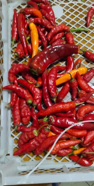 家常腌辣椒怎么做_腌辣椒保存多久-第2张图片-山城妙识 家常腌辣椒怎么做_腌辣椒保存多久-第2张图片-山城妙识