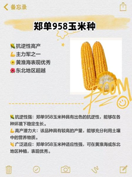 玉米种子什么品种好_玉米高产抗病品种推荐-第1张图片-山城妙识 玉米种子什么品种好_玉米高产抗病品种推荐-第1张图片-山城妙识