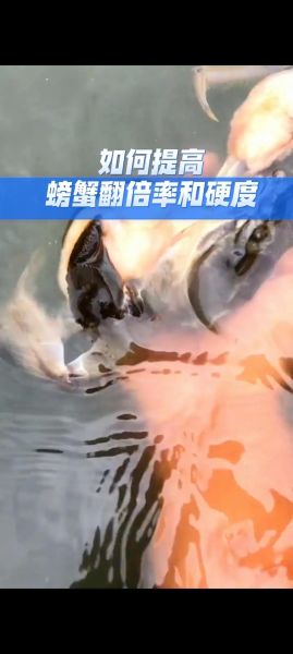 河蟹养殖方法_如何提高成活率-第2张图片-山城妙识